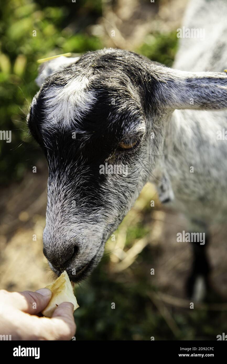 Sheep in barnyard farm animals, nature and captivity, explotacion Stock ...