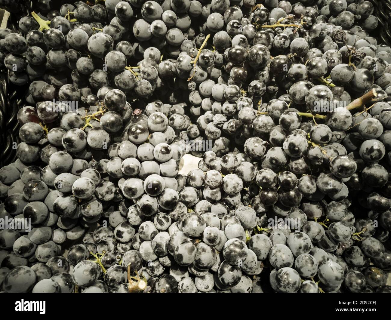 Grapes in market, organic food and agriculture, wine and fruit Stock ...