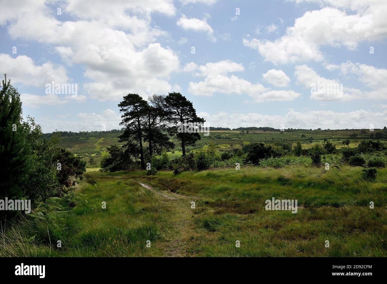 Ashdown Forest uk Stock Photo - Alamy