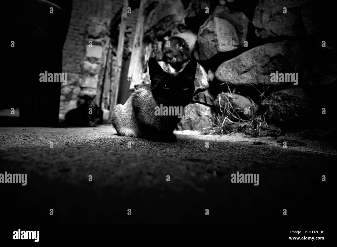 Siamese cat in street, domestic animals, free mammals Stock Photo - Alamy