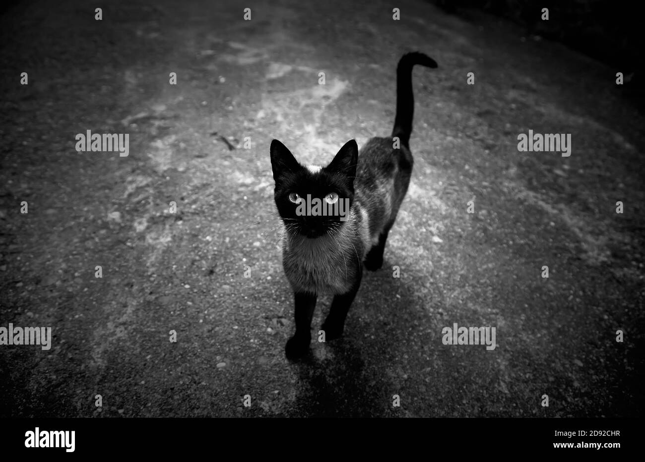 Siamese cat in street, domestic animals, free mammals Stock Photo - Alamy