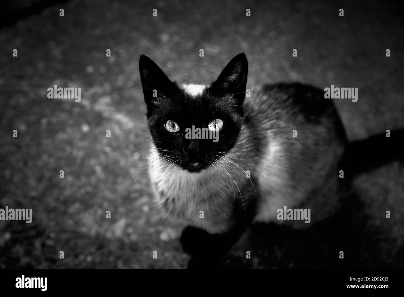 Siamese cat in street, domestic animals, free mammals Stock Photo - Alamy
