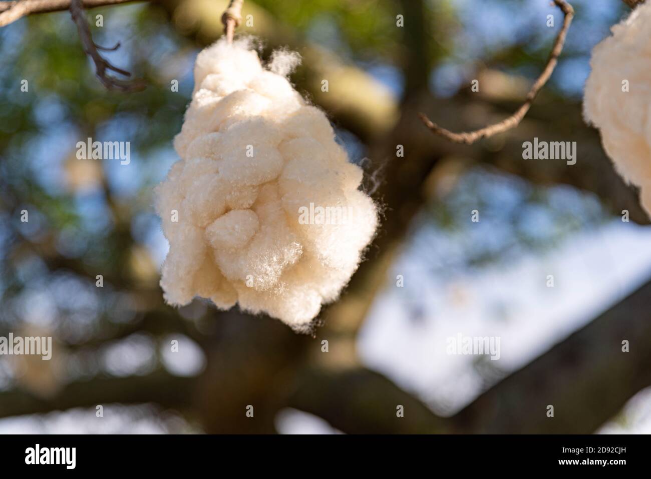 Fruits of paineira tree (Ceiba speciosa). The fruits are large and have ...