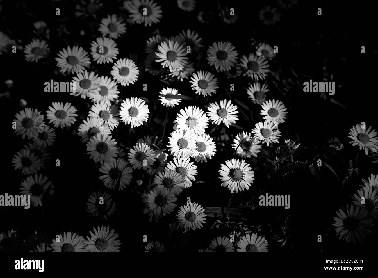 White daisies in flower Black and White Stock Photos & Images - Alamy