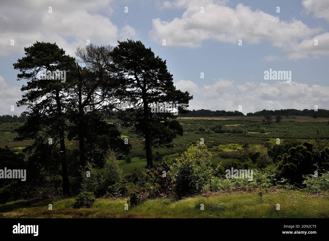 Ashdown Forest uk Stock Photo - Alamy