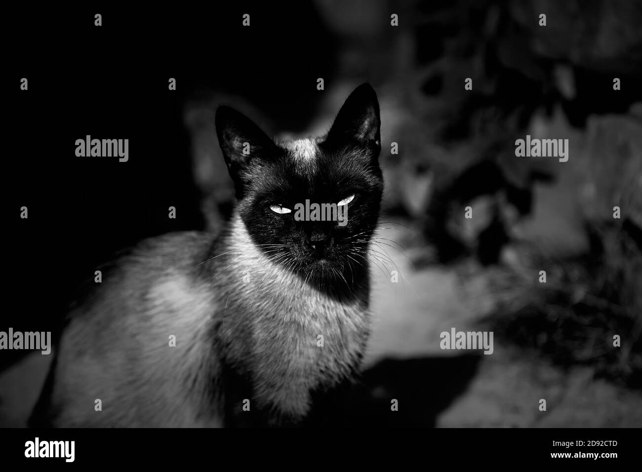 Sad hungry siamese stray cat hi-res stock photography and images - Alamy