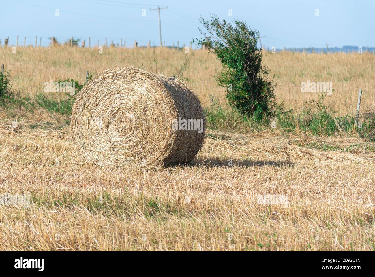 Hay rolls. Agriculture. Field after harvest. Rural landscape ...