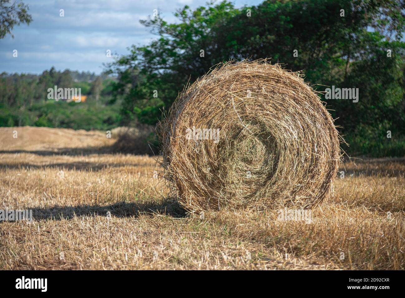 Hay rolls. Agriculture. Field after harvest. Rural landscape ...