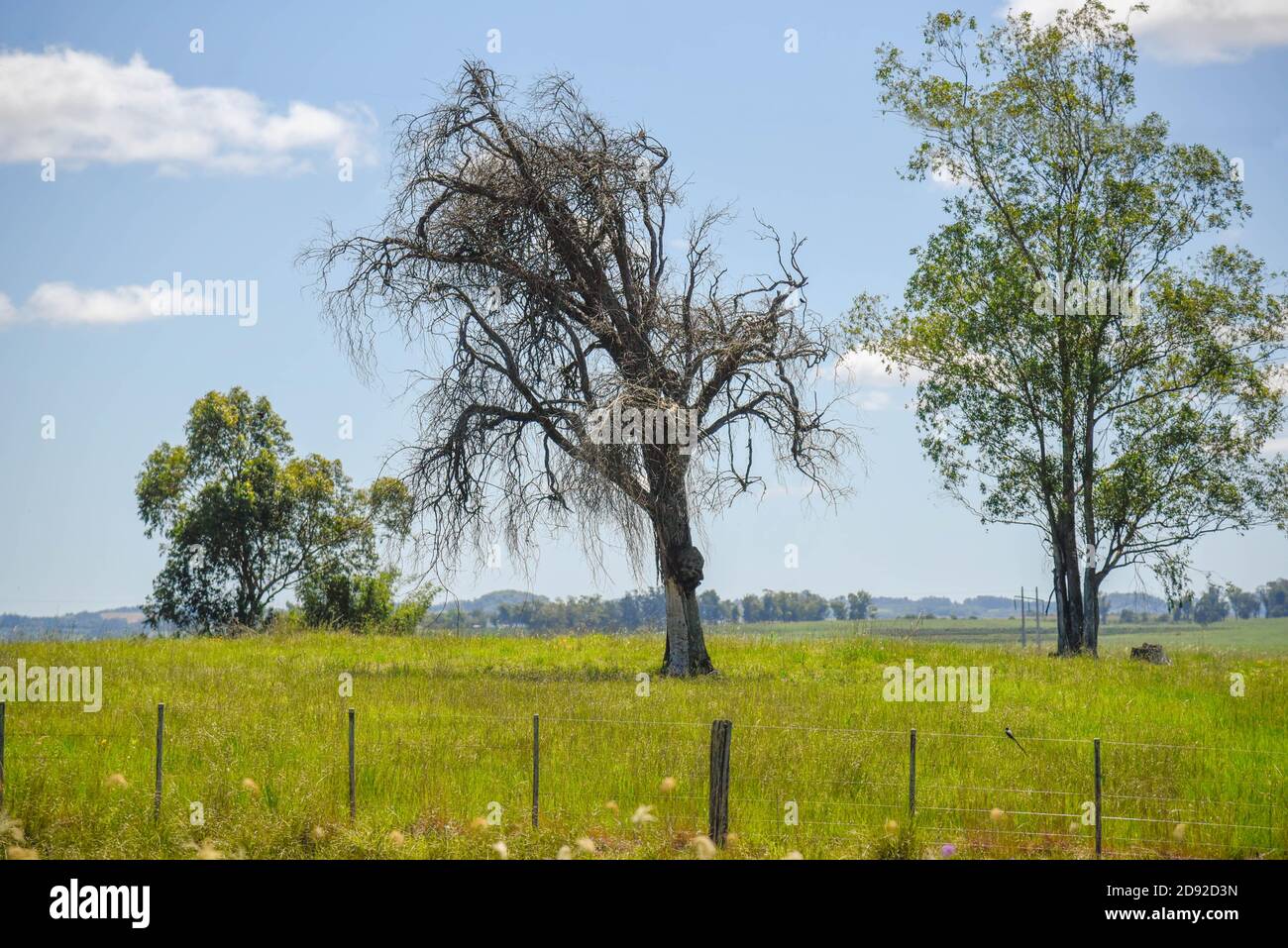 Native trees. Pampa biome fields in the State of Rio Grande do Sul ...