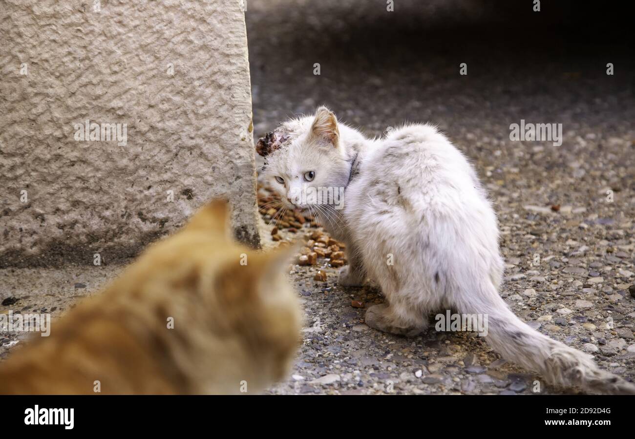 Abused And Neglected Cats