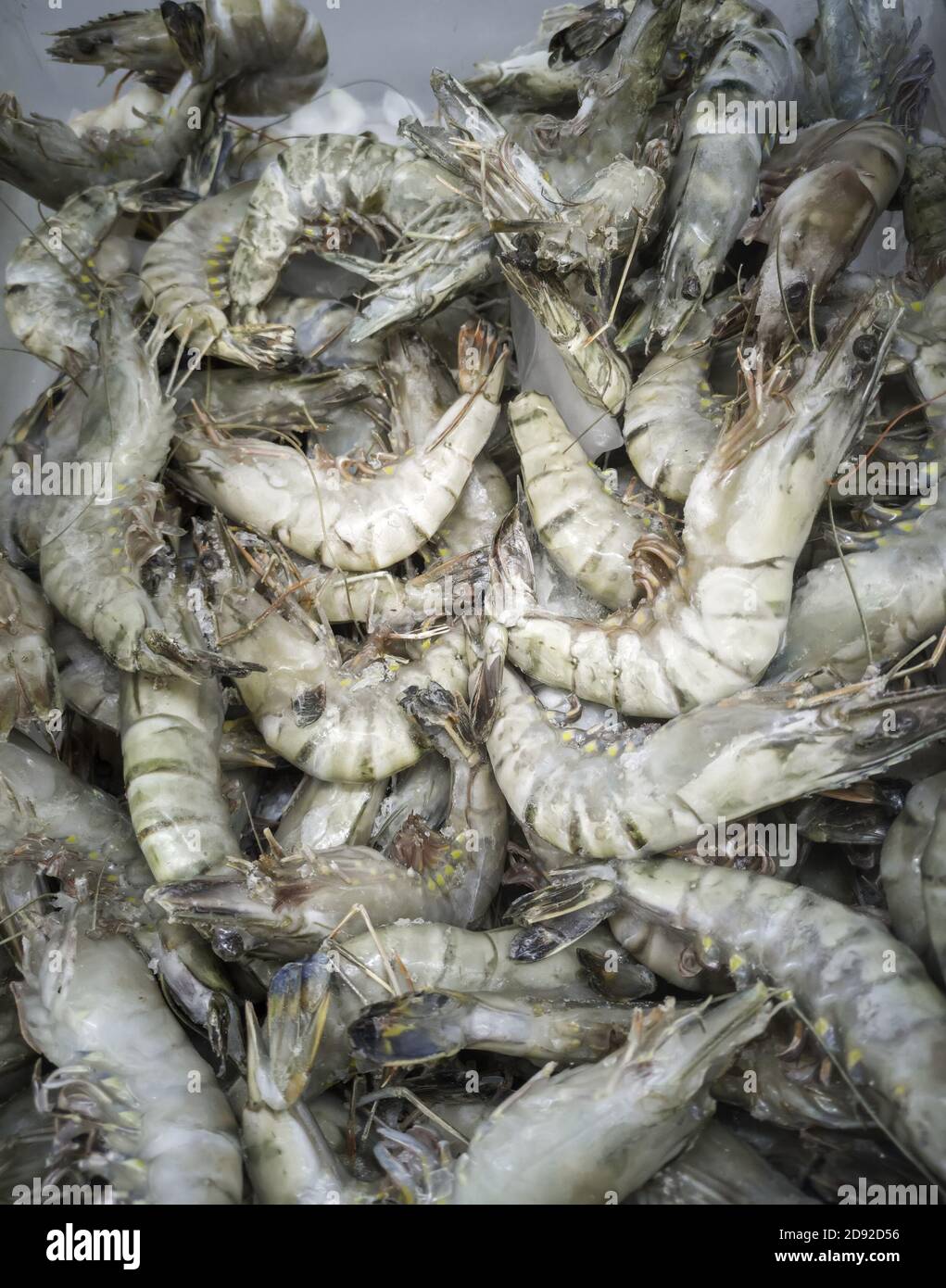 Fishing for langoustine prawns hi-res stock photography and images - Alamy