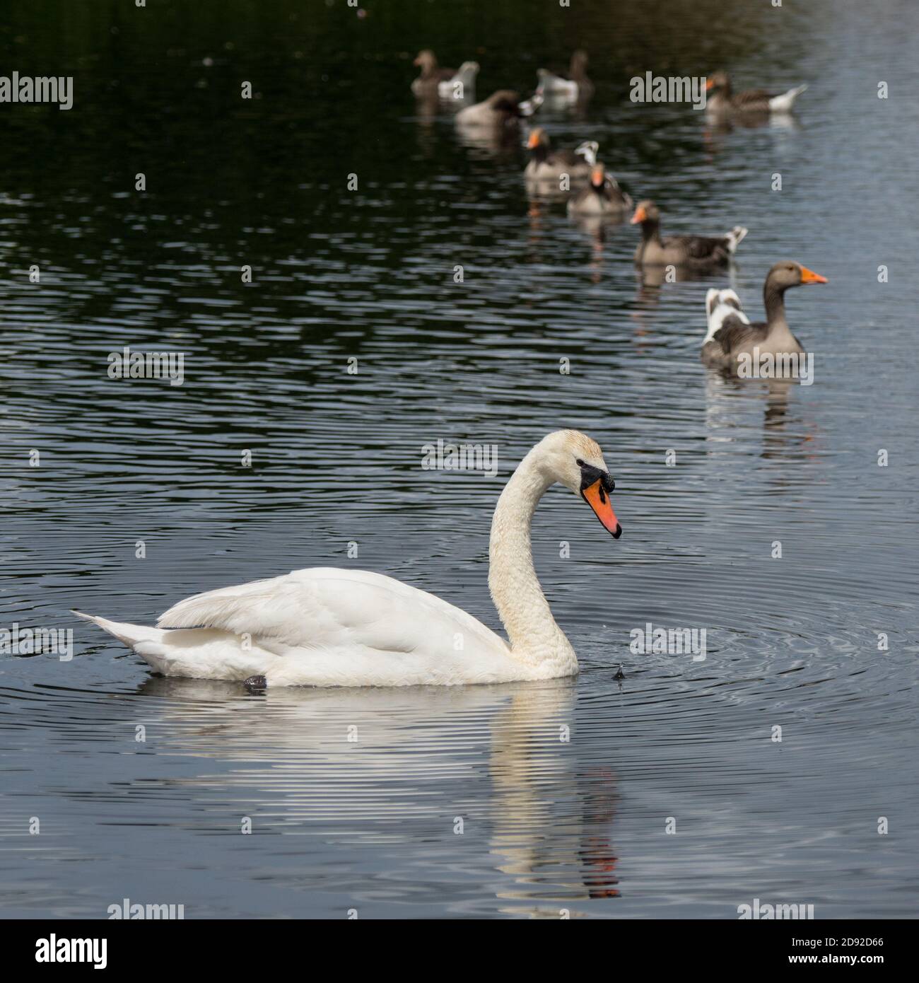 Row of geese hi-res stock photography and images - Alamy