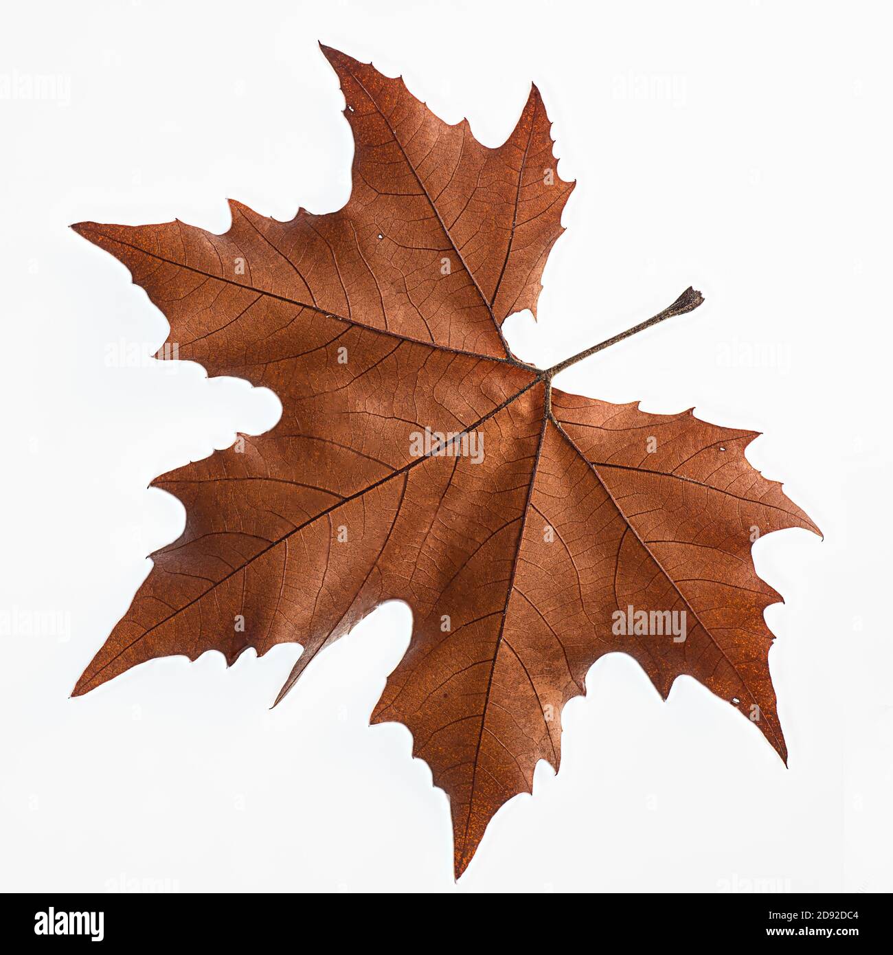 Single autumn sycamore leaf with good detail against a white background ...