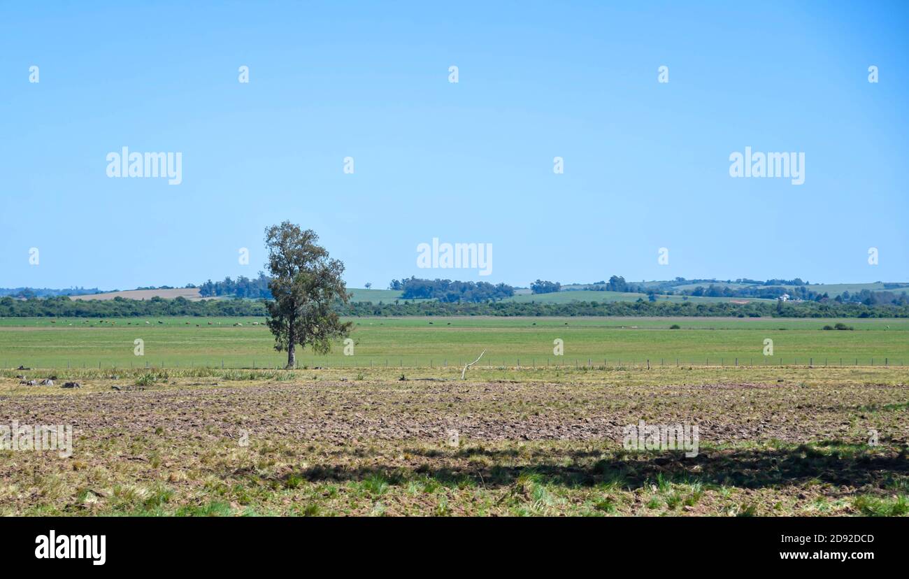 Rural landscape. Fields of Rio Grande do Sul in Brazil. Extensive ...