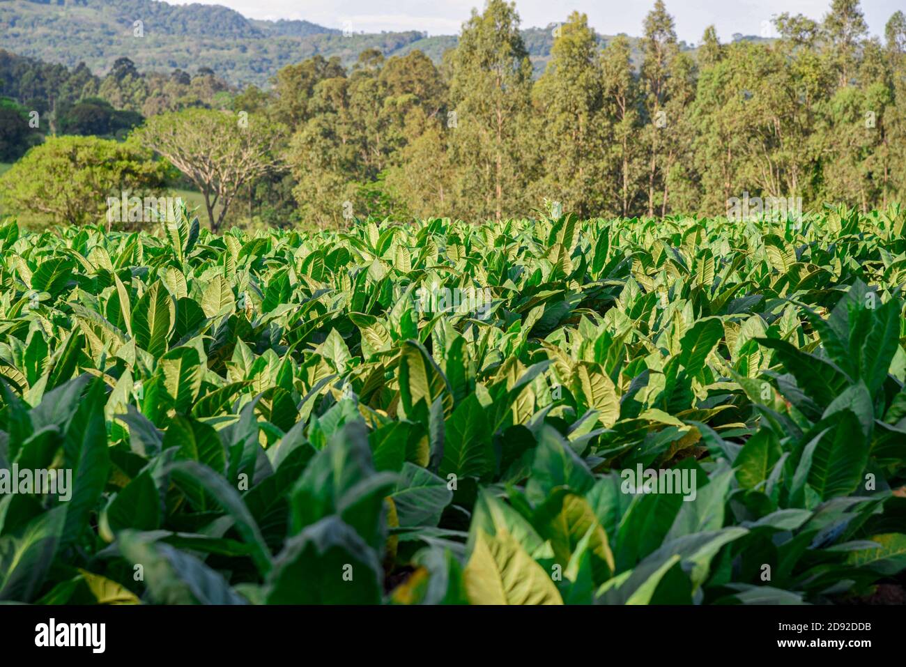 Tobacco plantation in Brazil. Raw material for cigarette production ...
