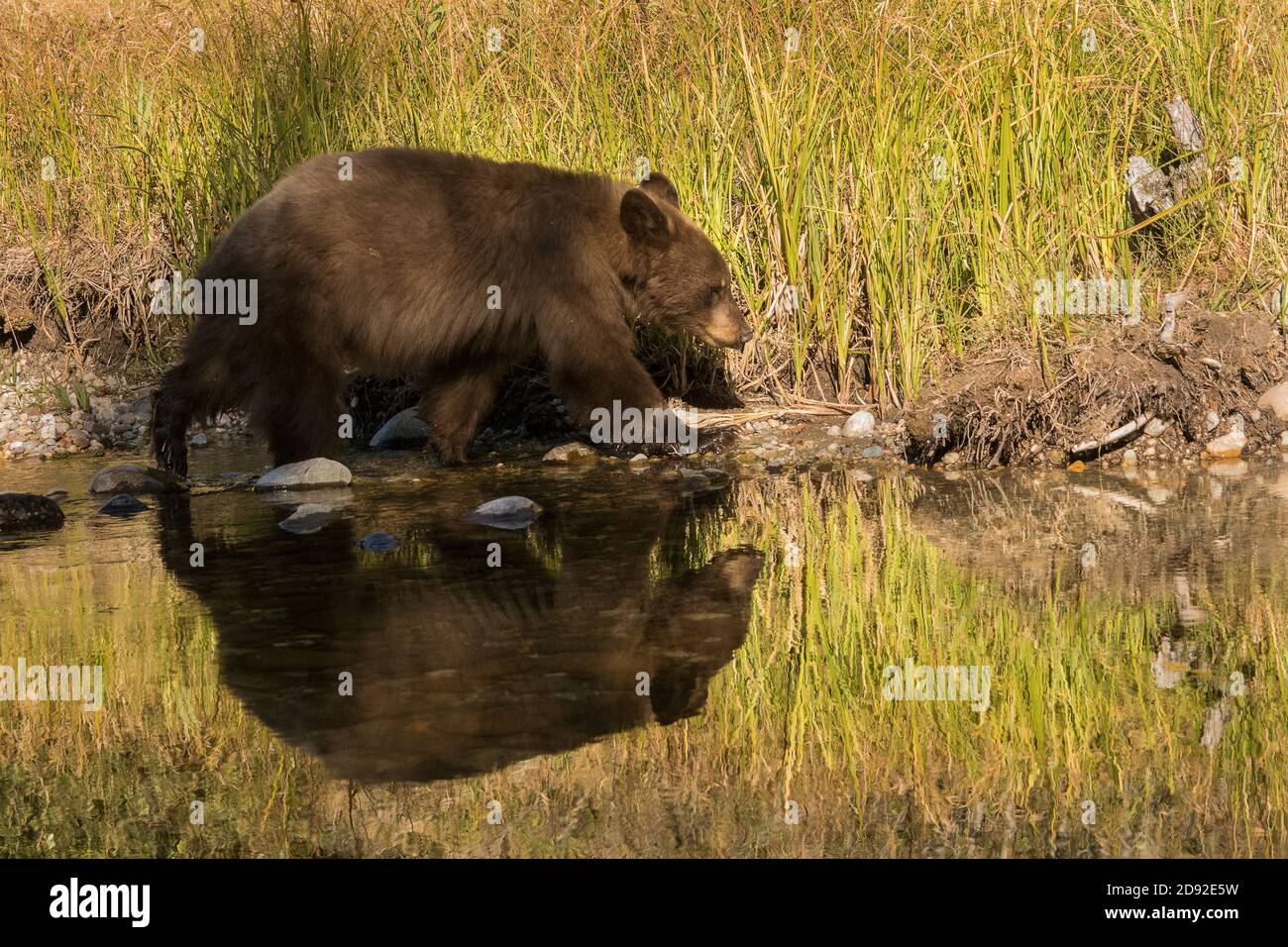 Cute fuzzy little bear cub hi-res stock photography and images - Alamy