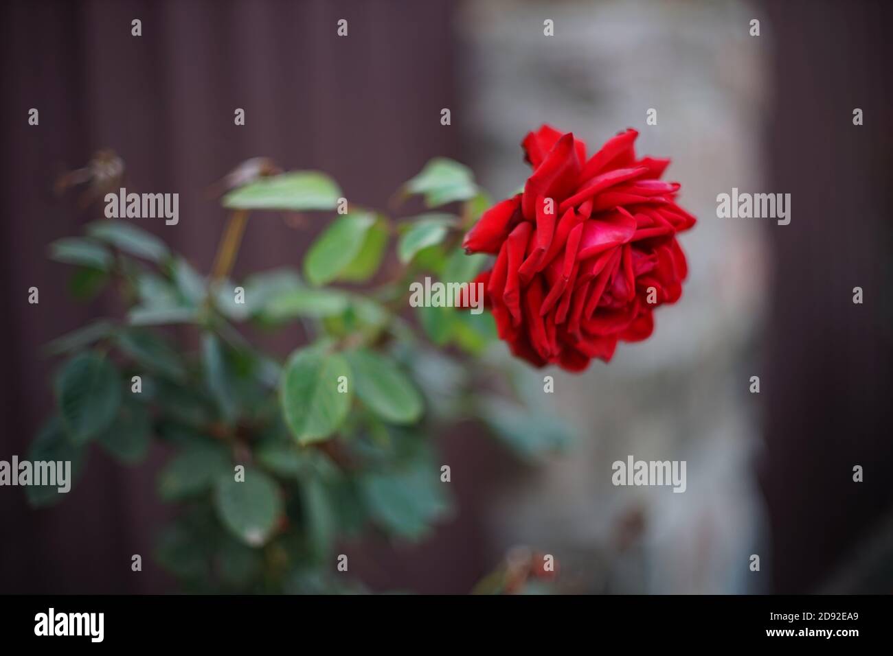 Big red roses bush blooming hi-res stock photography and images - Alamy