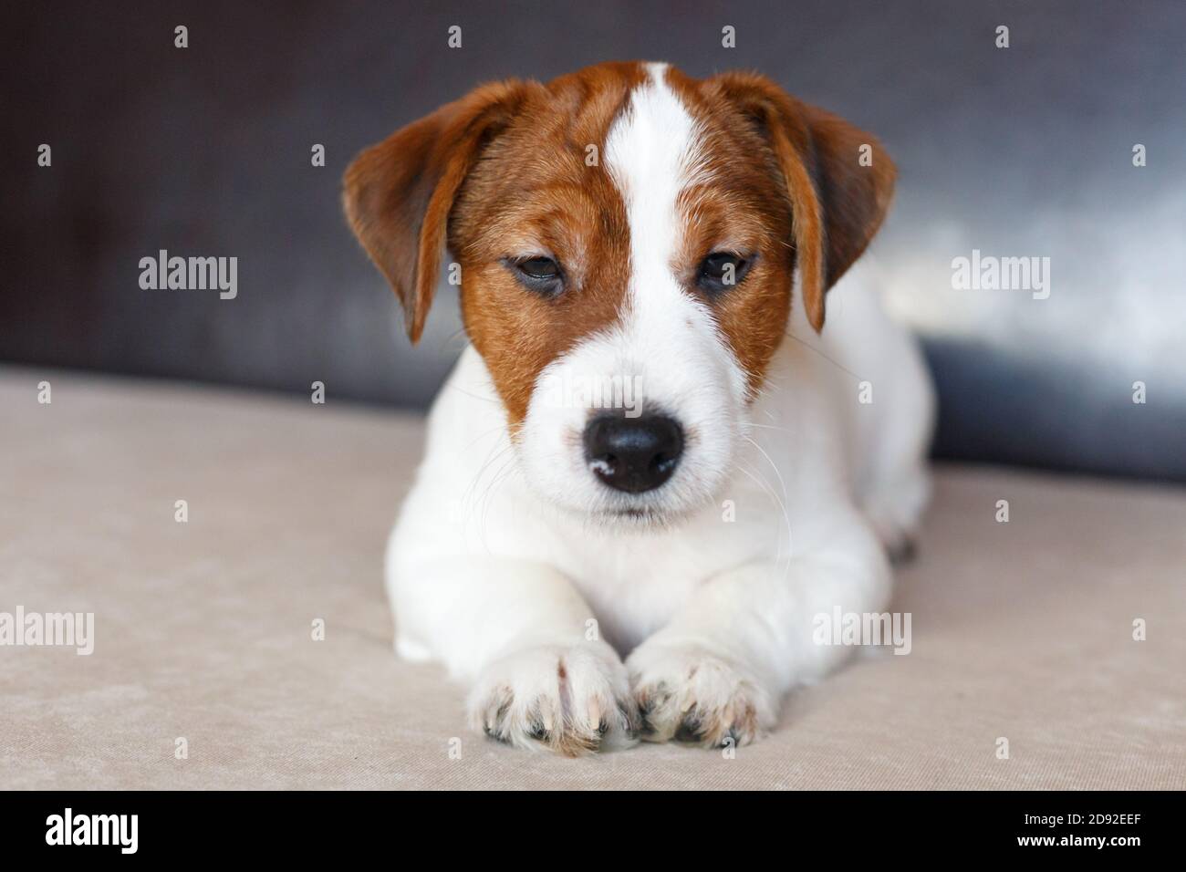 Dog with owner sad hi-res stock photography and images - Alamy