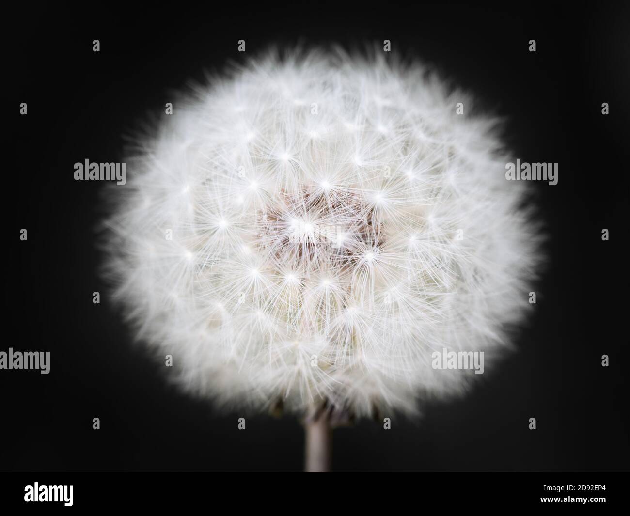 Closeup photo of blowball with hundreds of little white parachutes on ...