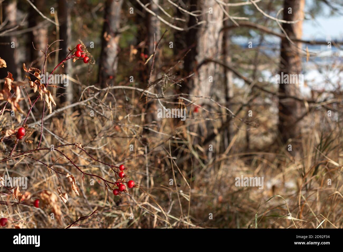 Hips autumn grasses hi-res stock photography and images - Alamy