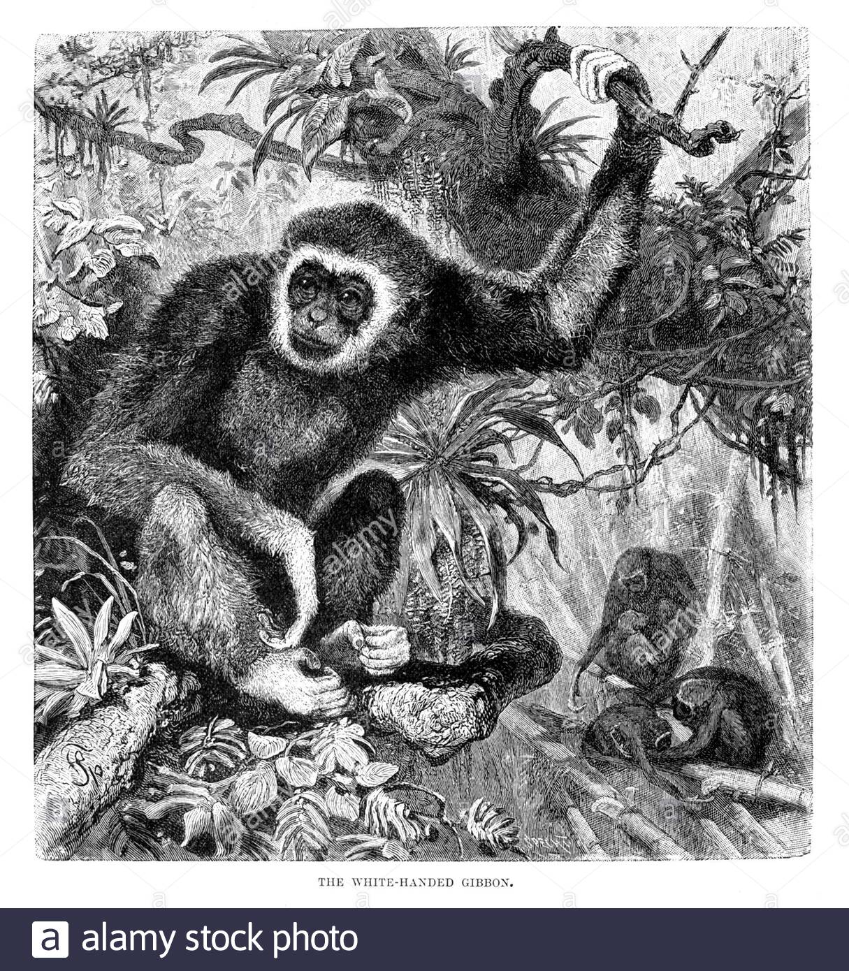 White handed gibbons Black and White Stock Photos & Images - Alamy