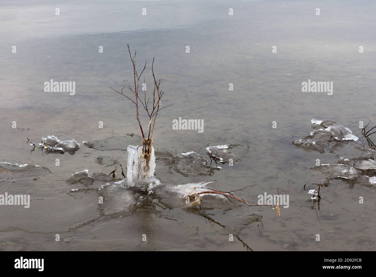 Lake beginning to freeze over in winter, prairie lake, Saskatchewan ...