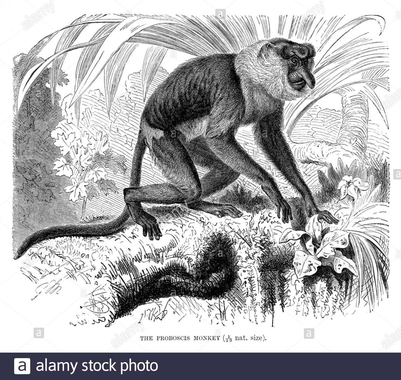 Monkey drawing Black and White Stock Photos & Images - Alamy