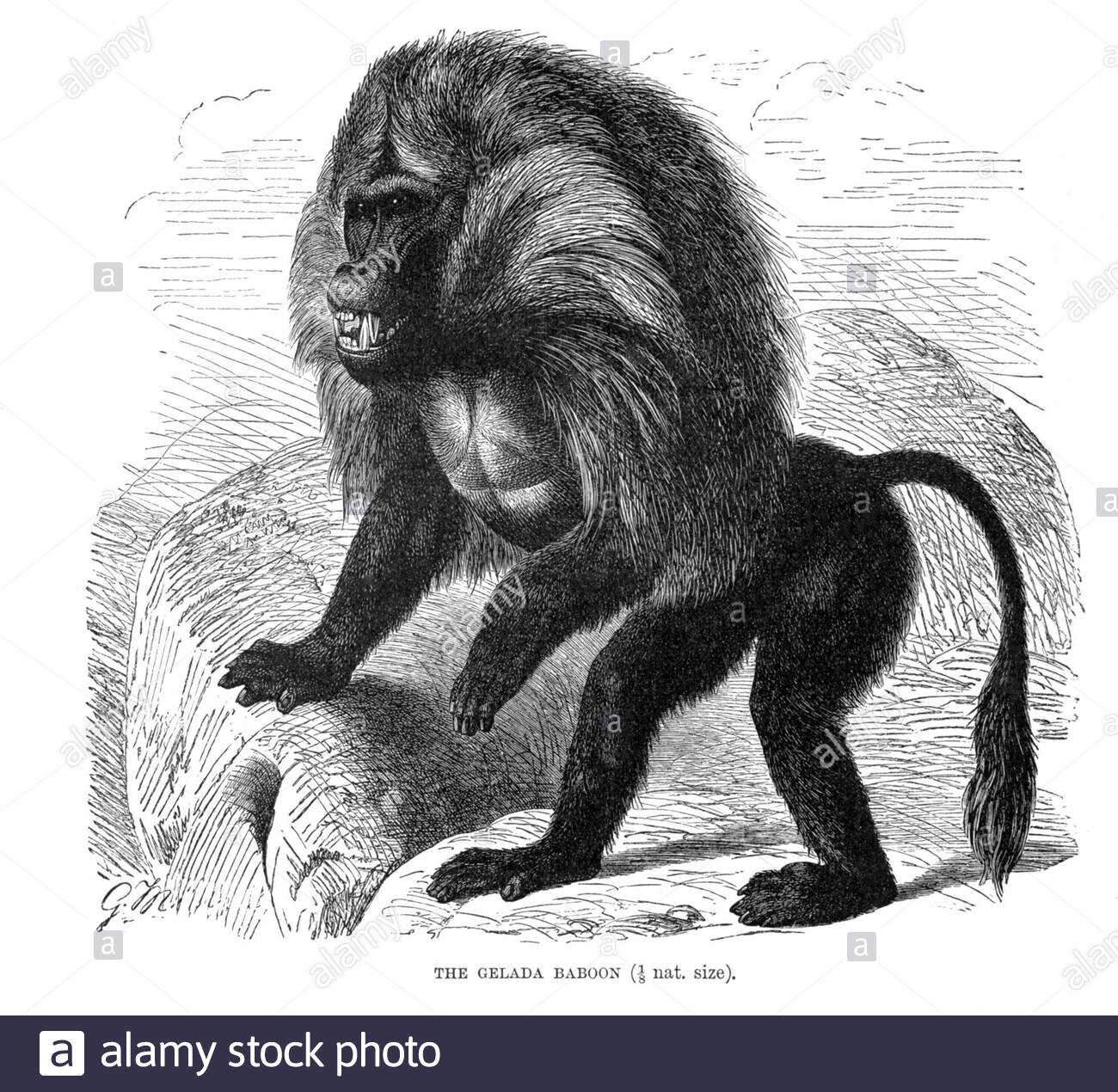 Drawing illustration art baboon hi-res stock photography and images - Alamy