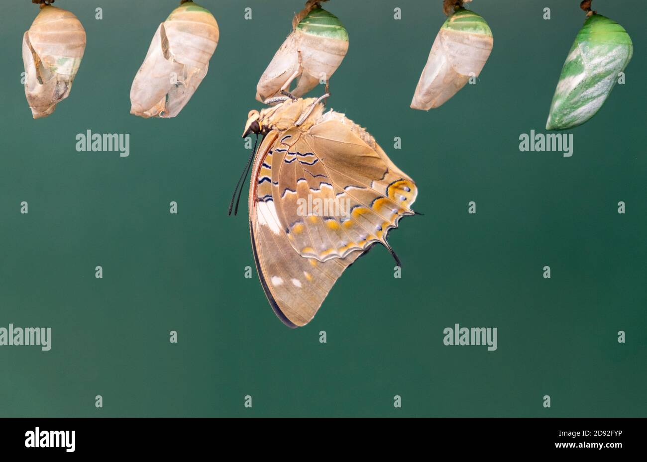 butterfly emerging from its chrysalis Stock Photo - Alamy