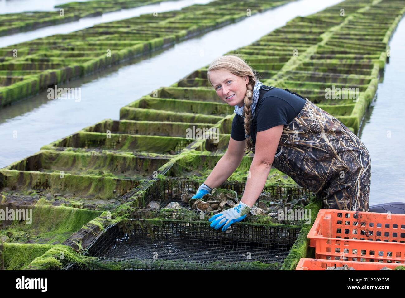 female shellfish farmer removing oysters from cages Stock Photo - Alamy