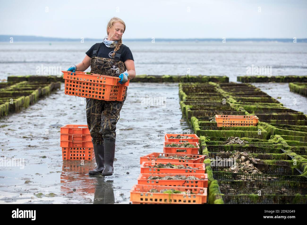 Female shellfish farmer carrying orange crate of oysters Stock Photo ...