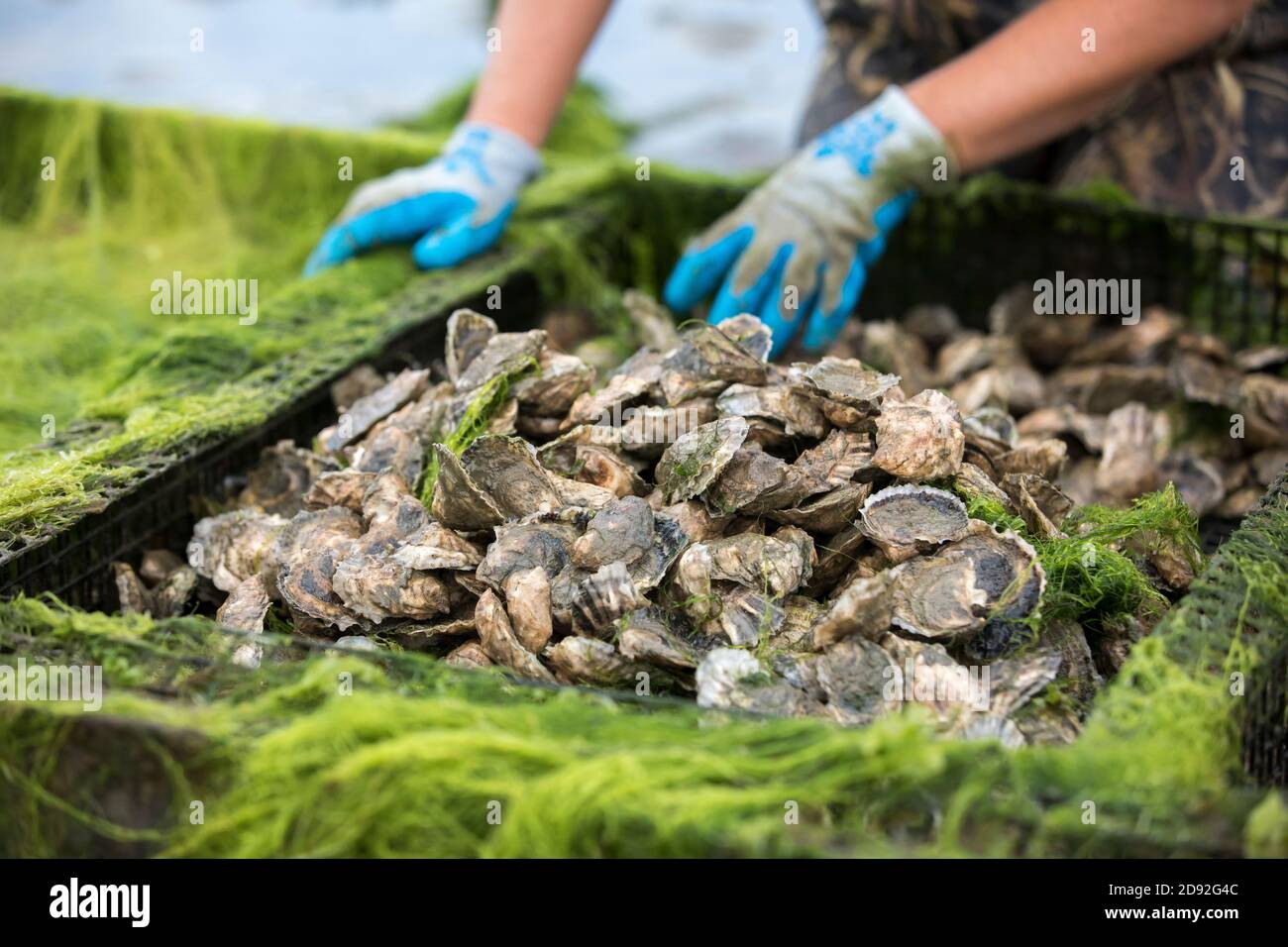 Adaptation cage hi-res stock photography and images - Alamy