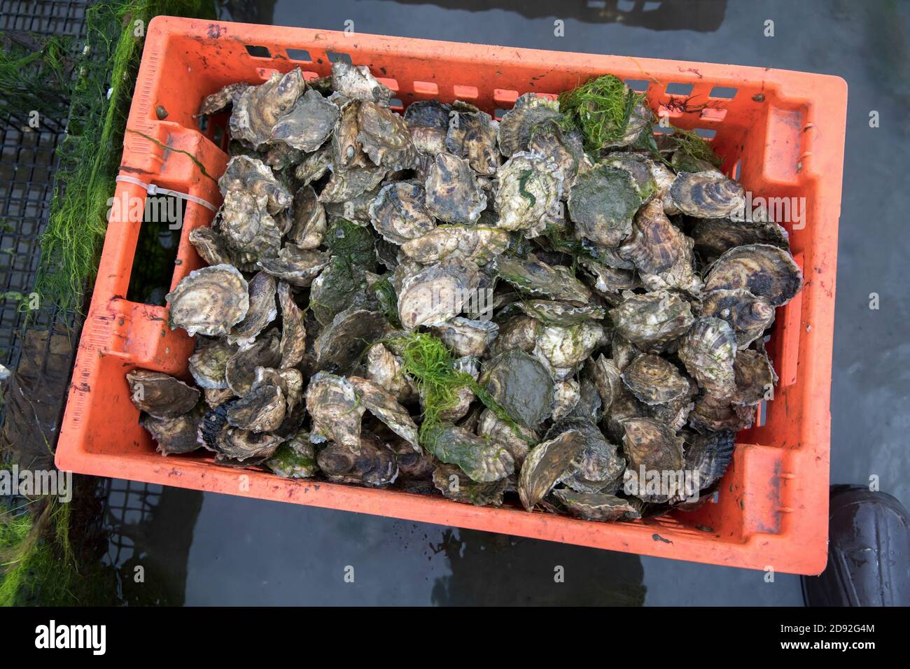 Oyster container hi-res stock photography and images - Alamy