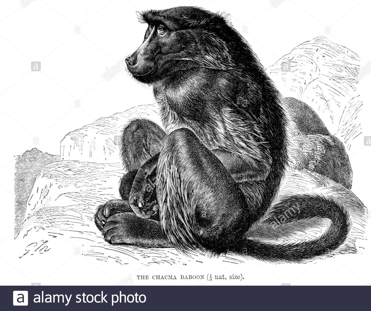 Drawing illustration art baboon hi-res stock photography and images - Alamy