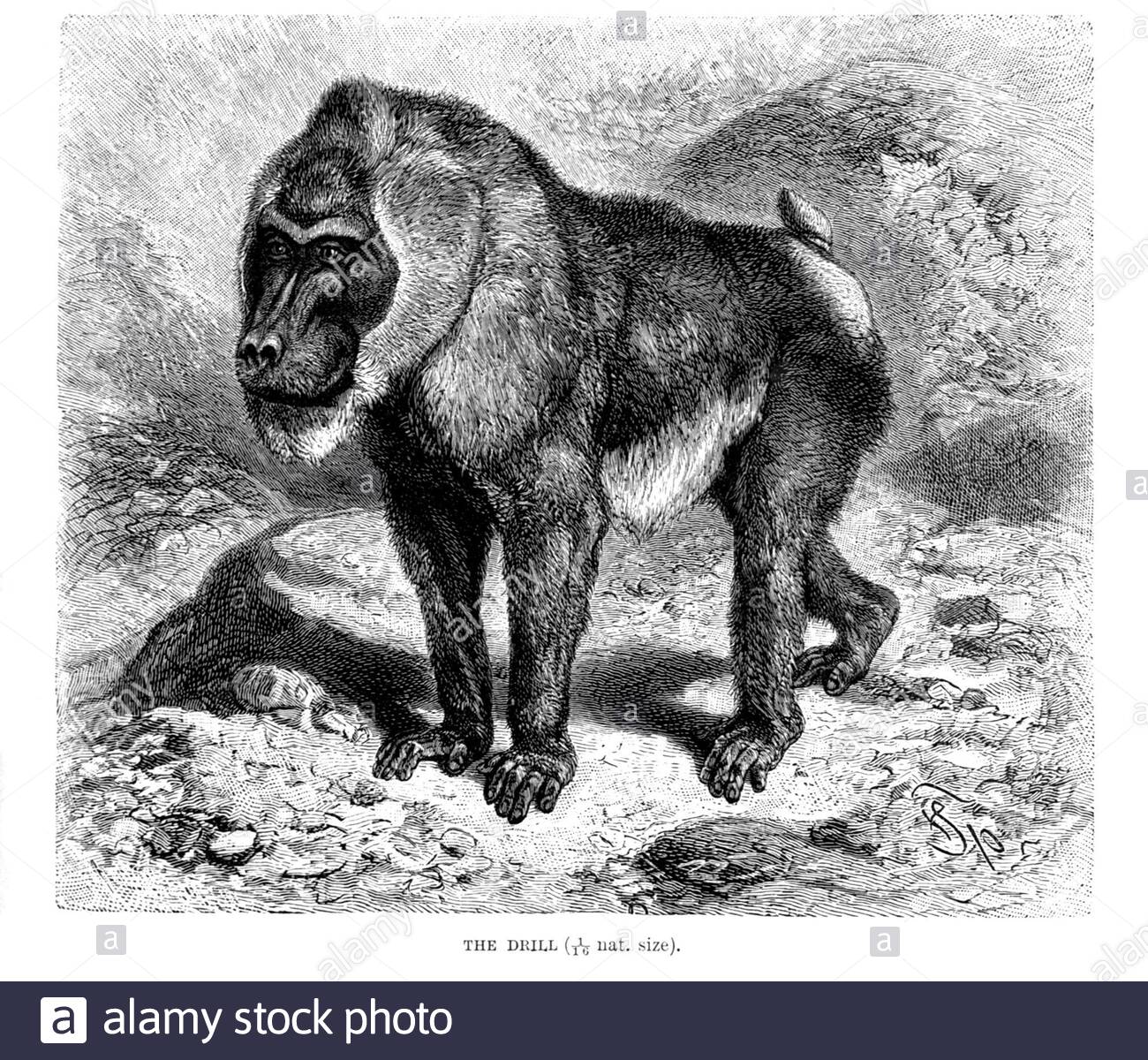 Illustration from animal kingdom* Black and White Stock Photos & Images ...