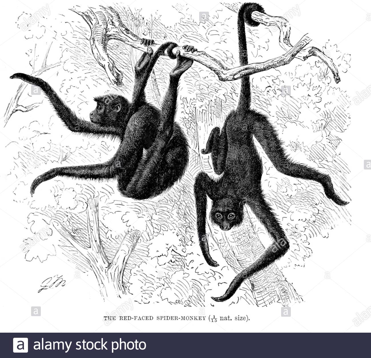 Red faced monkeys Black and White Stock Photos & Images - Alamy