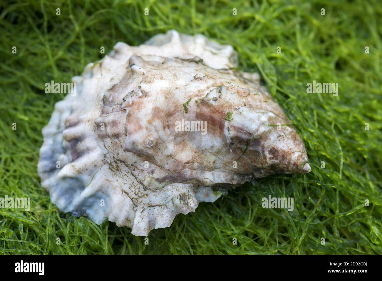 Oyster green hi-res stock photography and images - Alamy
