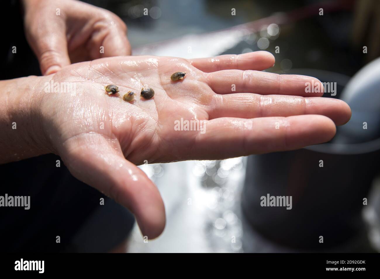 Baby clams hi-res stock photography and images - Alamy