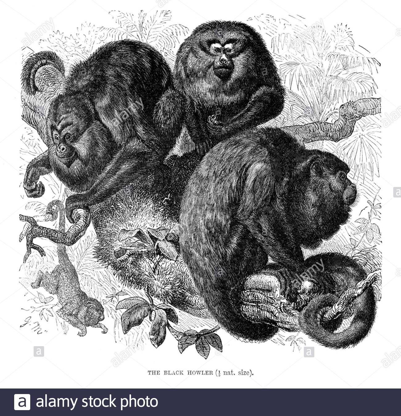 Black howler alouatta caraya Cut Out Stock Images & Pictures - Alamy