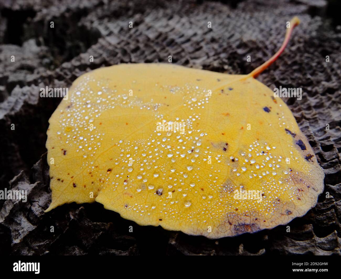 Aspen tree wooden texture hi-res stock photography and images - Alamy