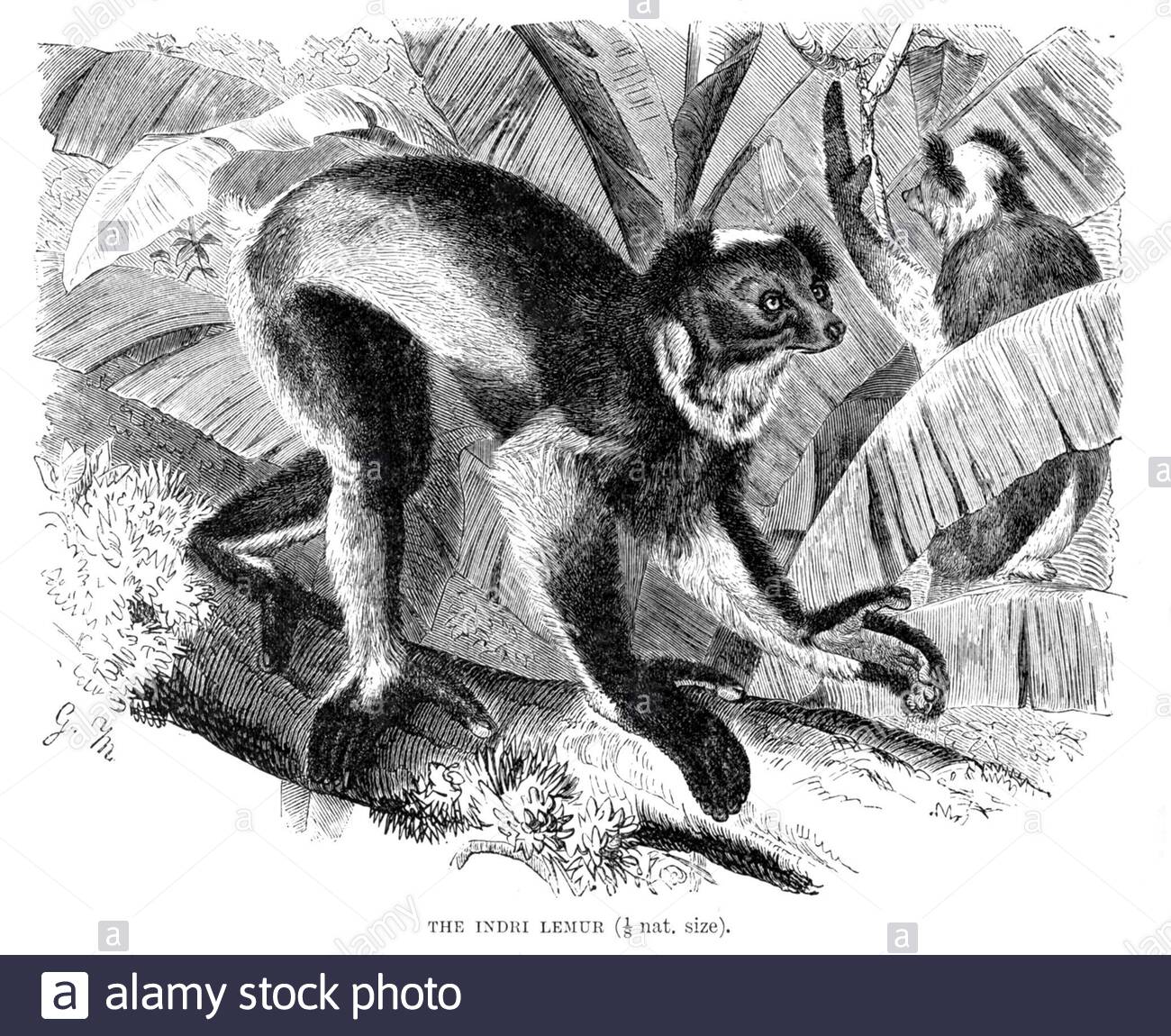 Indri lemur Cut Out Stock Images & Pictures - Alamy
