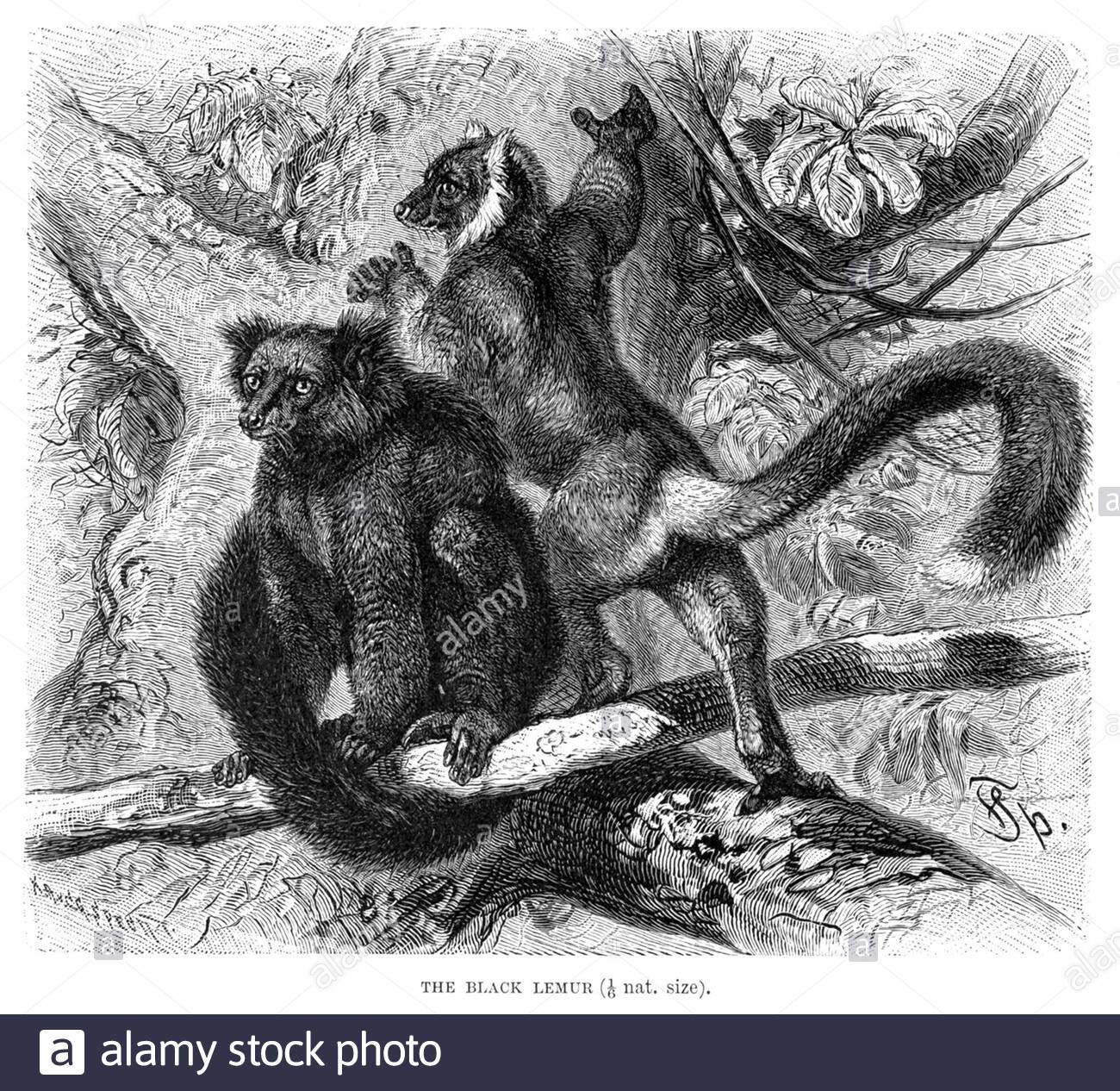 Primate behaviour Cut Out Stock Images & Pictures - Alamy
