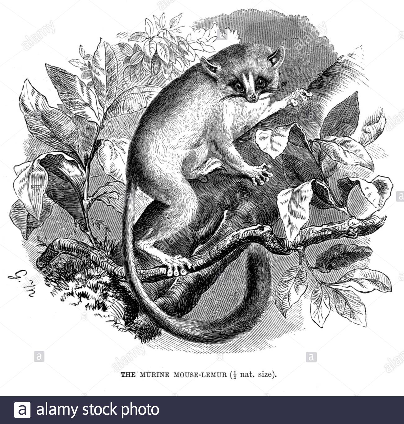 Murine Mouse Lemur, vintage illustration from 1893 Stock Photo - Alamy