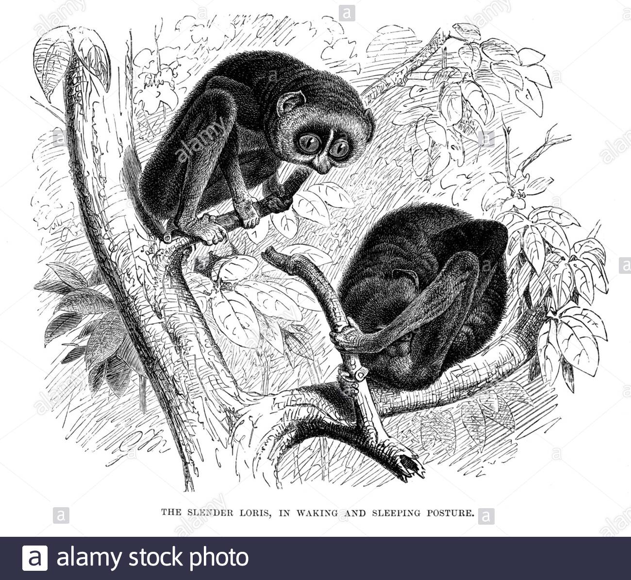 Ape drawing hi-res stock photography and images - Alamy
