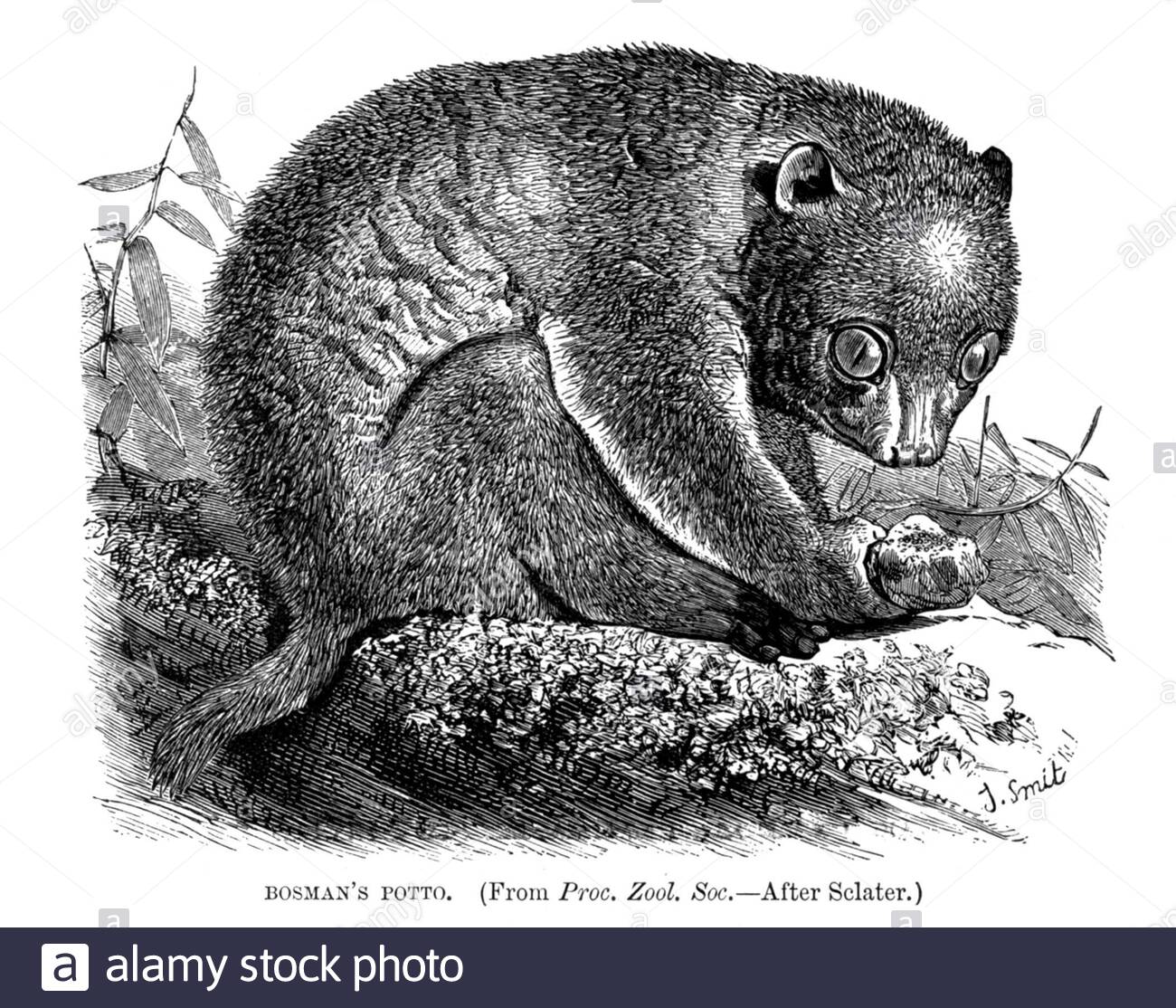Ape drawing hi-res stock photography and images - Alamy