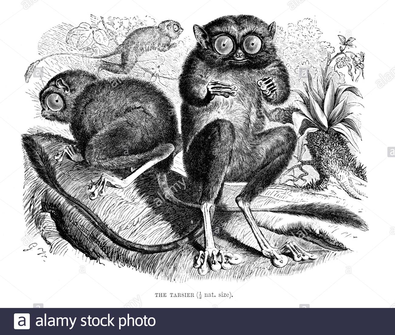 Ape drawing hi-res stock photography and images - Alamy