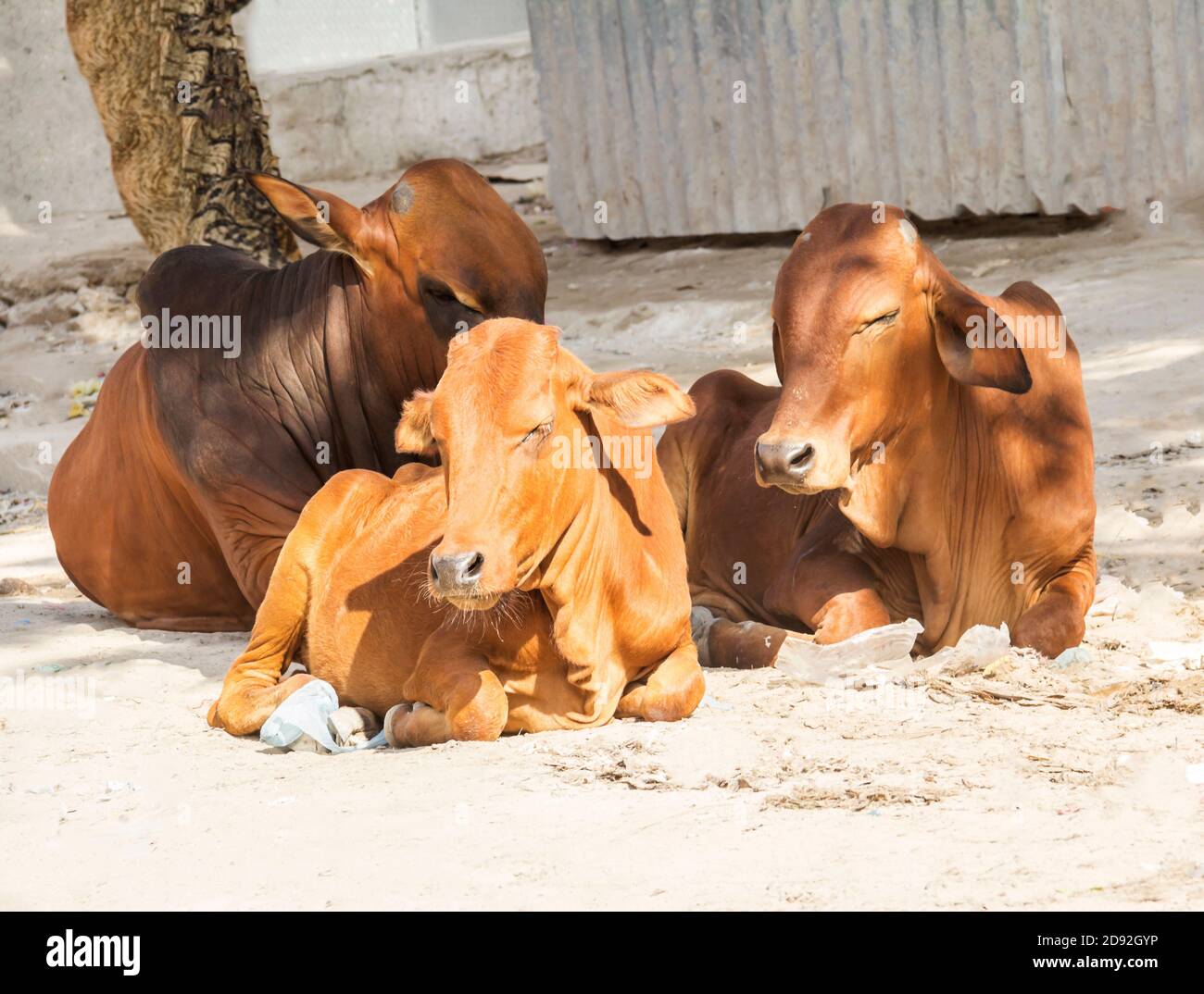 African cattle resting in a sunny day, Somalia Stock Photo - Alamy