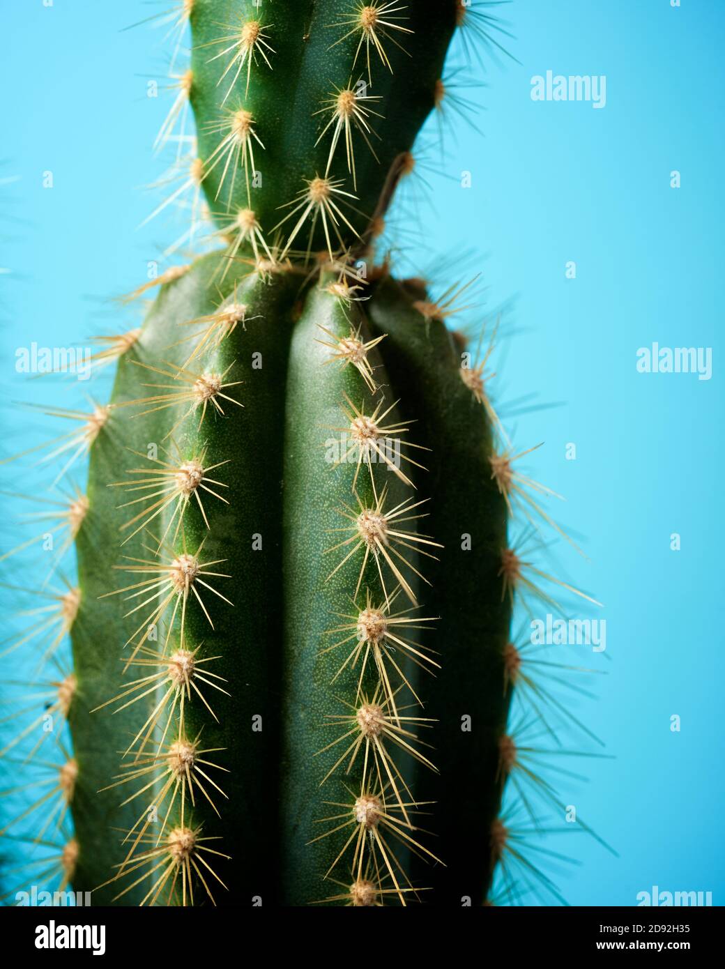 Little cactus plant against blue wall Stock Photo - Alamy