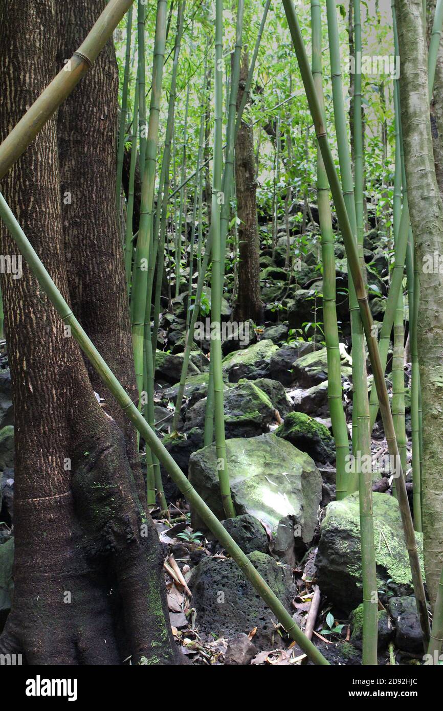 Piles of large volcanic rock covering the ground in a bamboo forest on ...