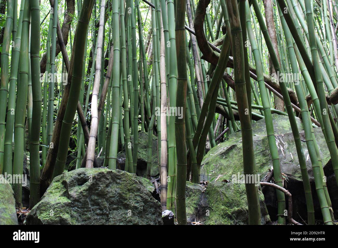 Large volcanic rock covering the ground in a bamboo forest on the ...